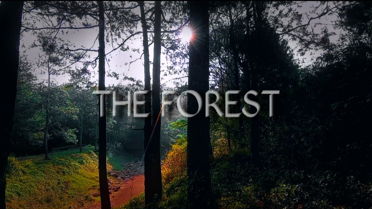 THE FOREST | NATURE VIDEO CINEMATIC | Cinematic alam | Cinematic forest ...