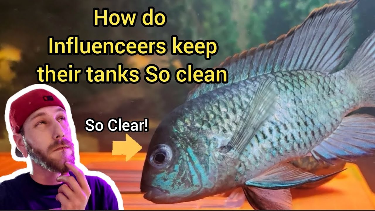 How Influencers Keep Their Fish Tanks so clean |how to keep tanks Clear ...