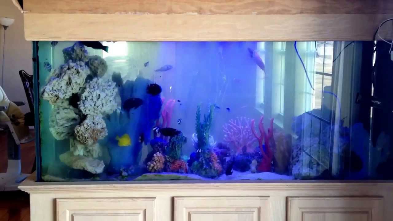 100 gallon water change on fish only saltwater tank ( time lapse cloudy ...
