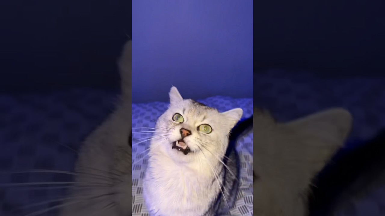 This Cat Barks.. - YouTube