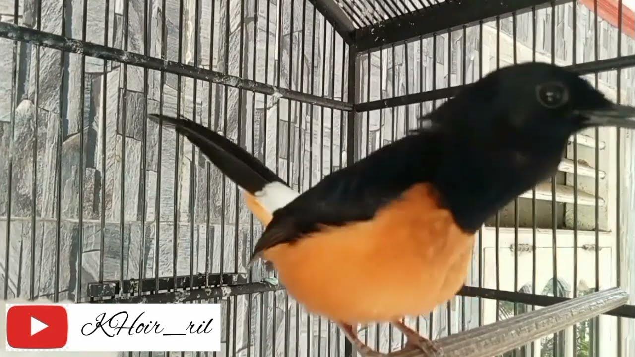 murai batu Borneo gacor pancingan ampuh murai batu macet bunyi - YouTube