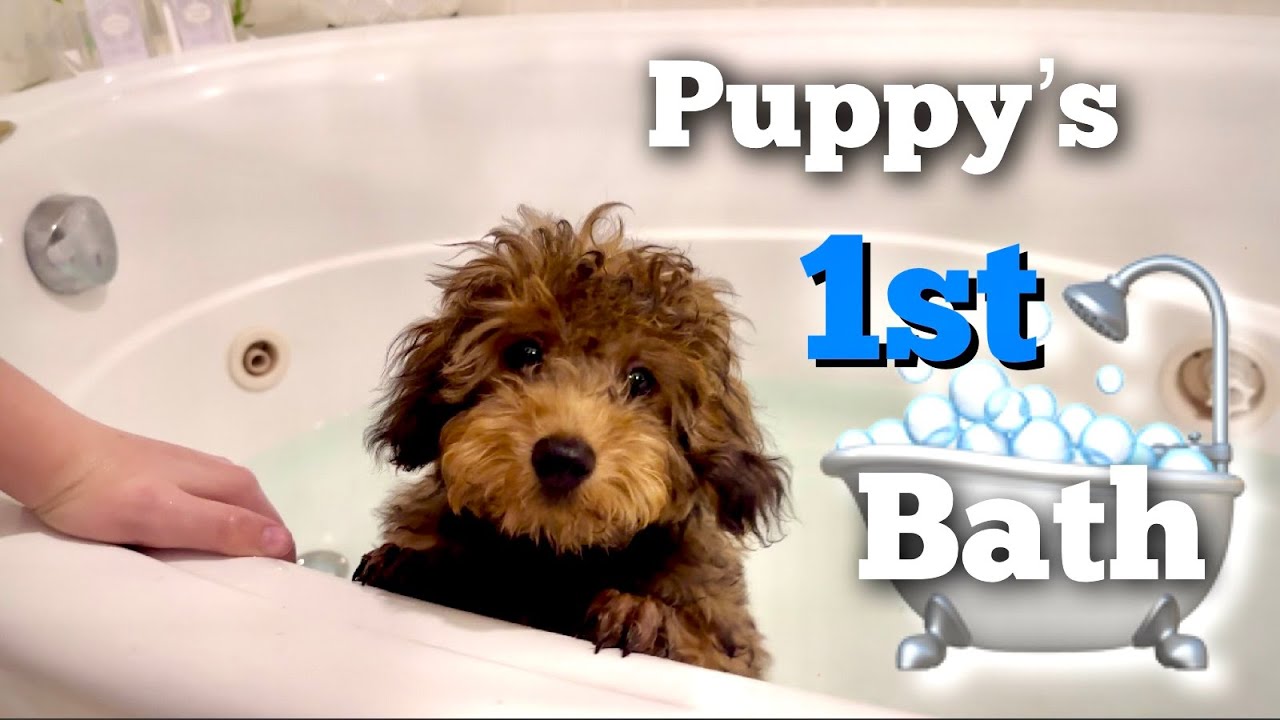 How We Gave Our Toy Poodle Puppy His First Bath - What An Experience ...