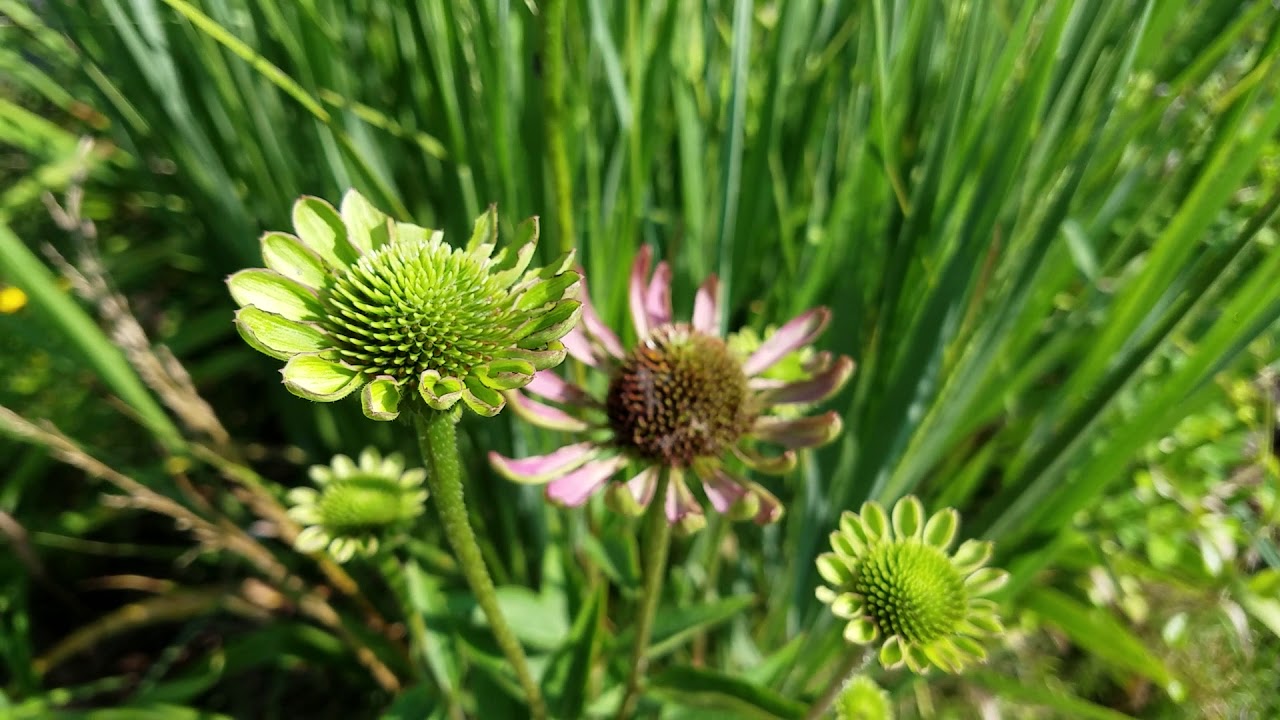 Why Your Coneflowers are Deformed Could it be Aster Yellows? What Do You Do About it? - YouTube
