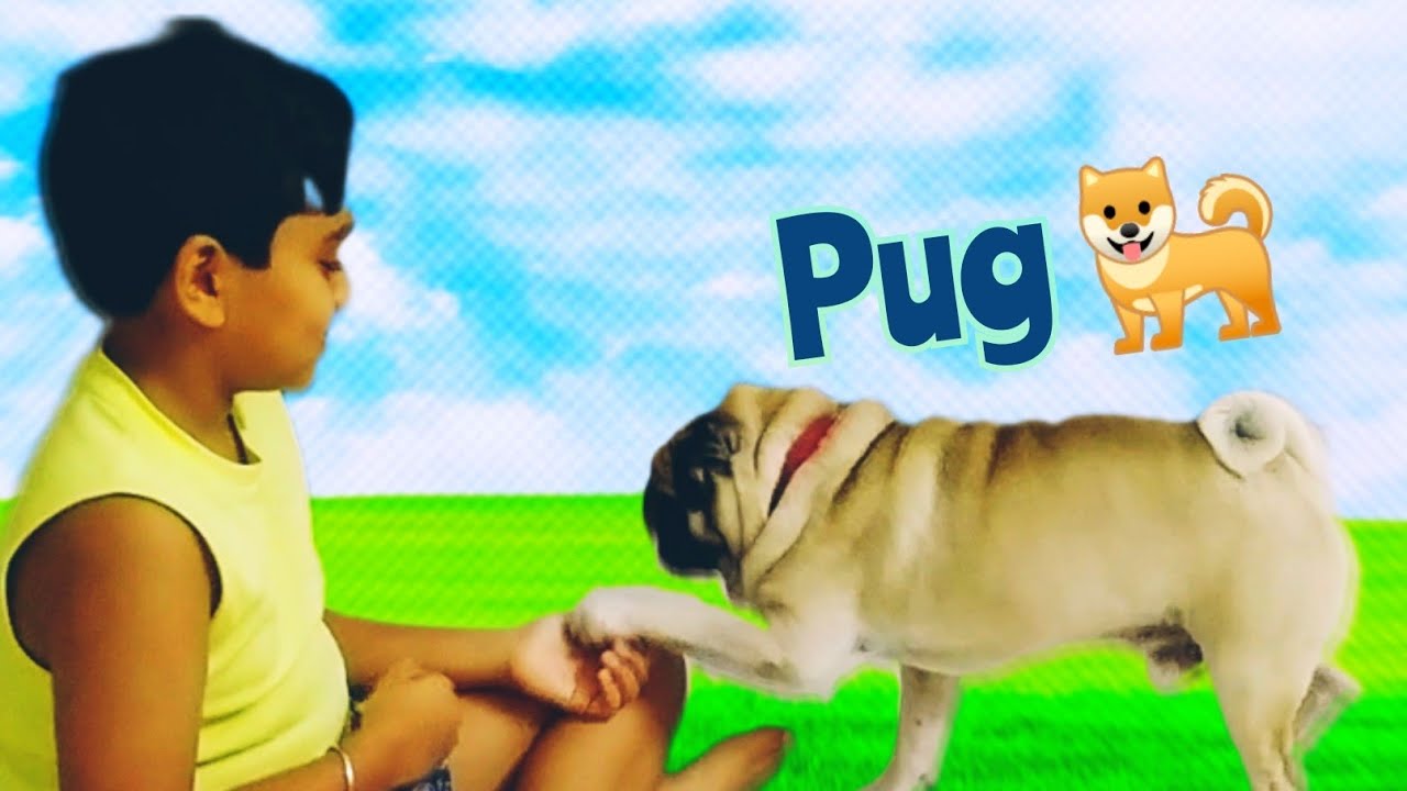 fun with Munna #pug #dog - YouTube