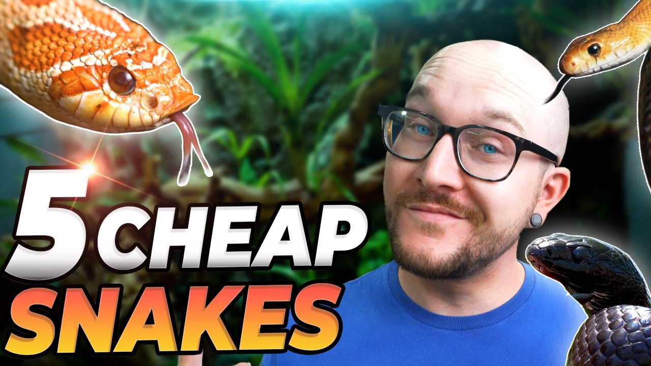5 Cheap Snakes You Thought Were Expensive - YouTube
