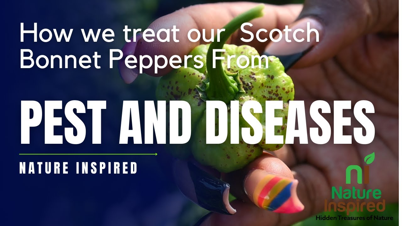 Scotch Bonnet Pepper Pest, Virus and Fungus Management Programme # ...