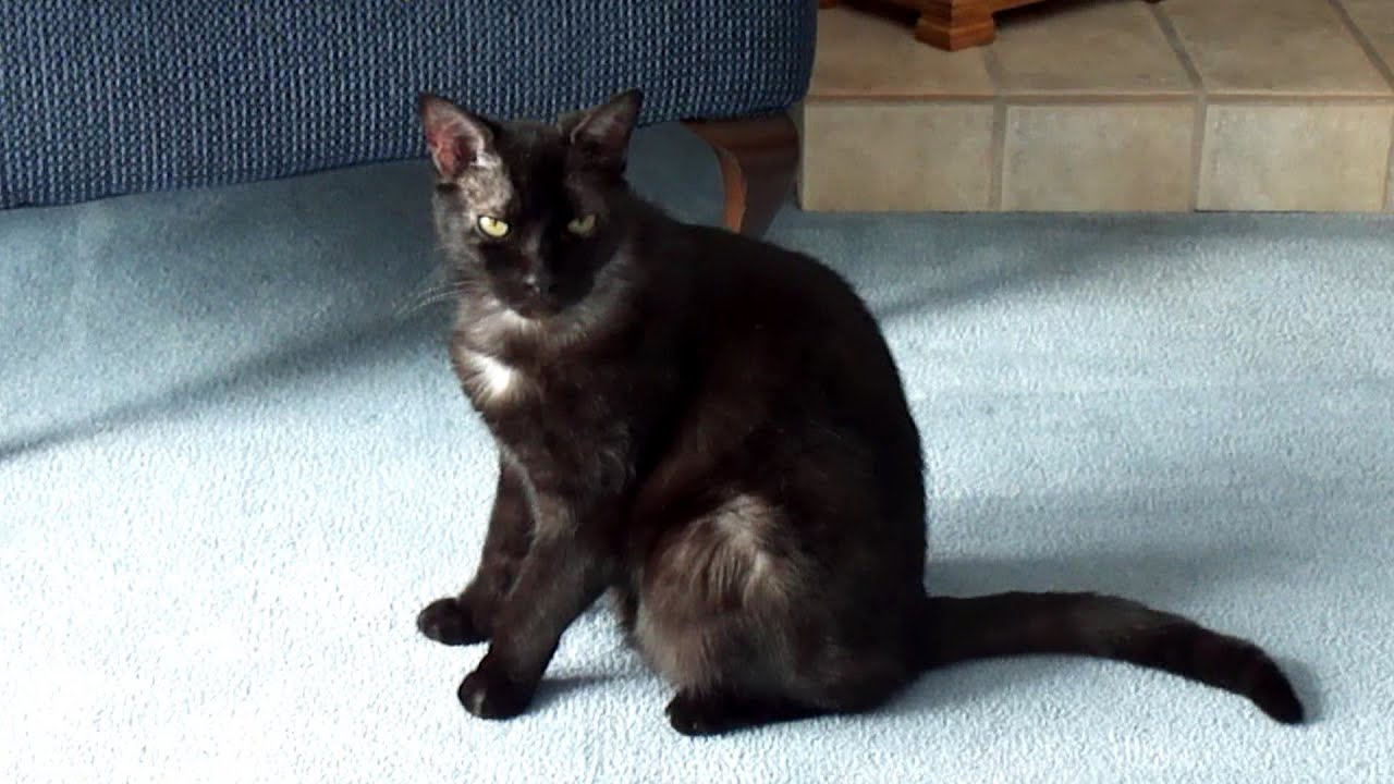 Vincent Cat - YouTube