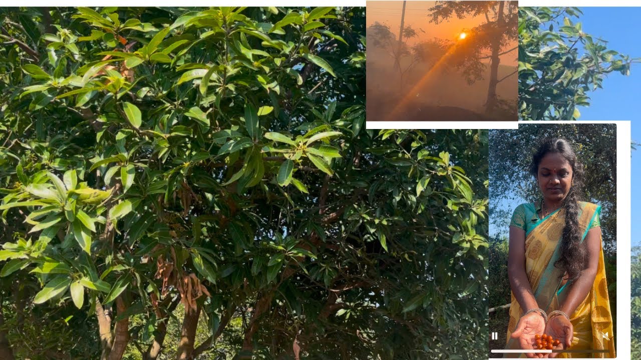 Ma polam chupistanu randi #regi pandlu thinam #chintakayalu # ...