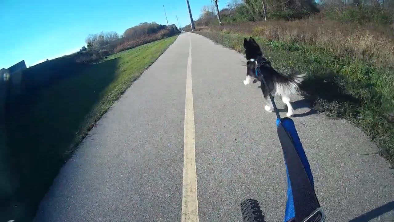 Siberian Husky Bikejoring - YouTube