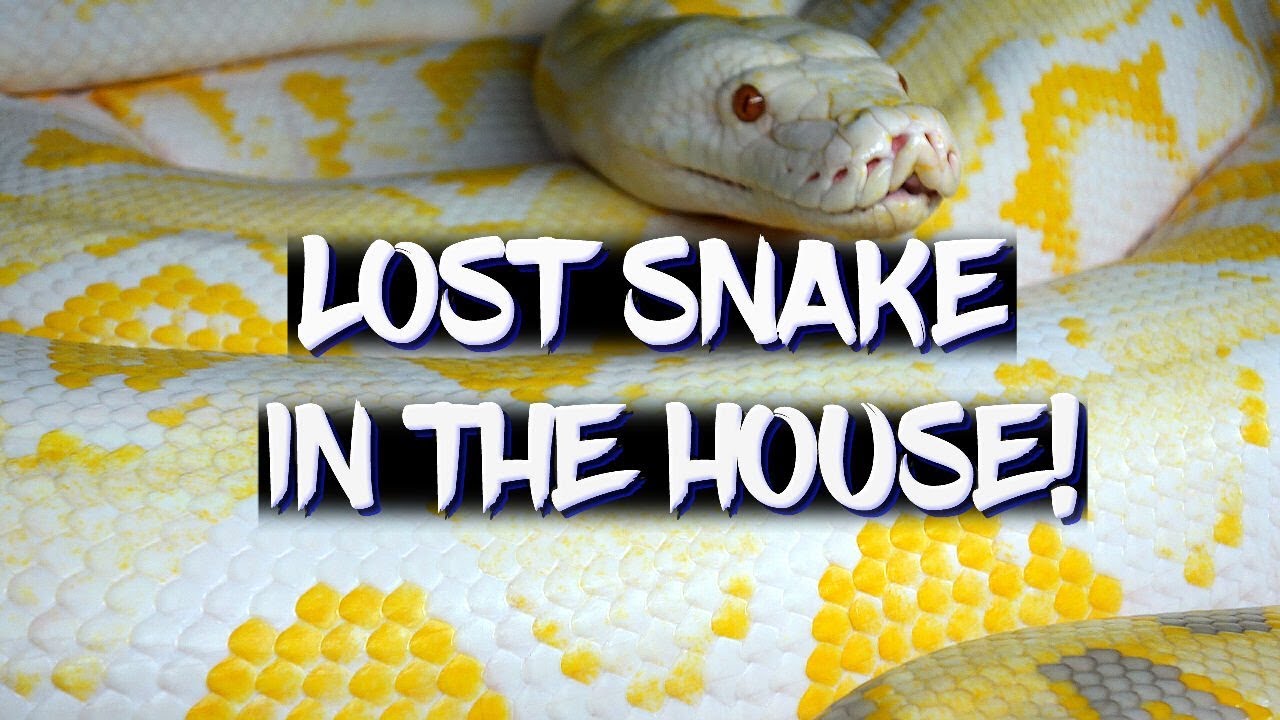 We Have A Lost Snake In The House YouTube we-have-a-lost-snake-in-the-house-youtube