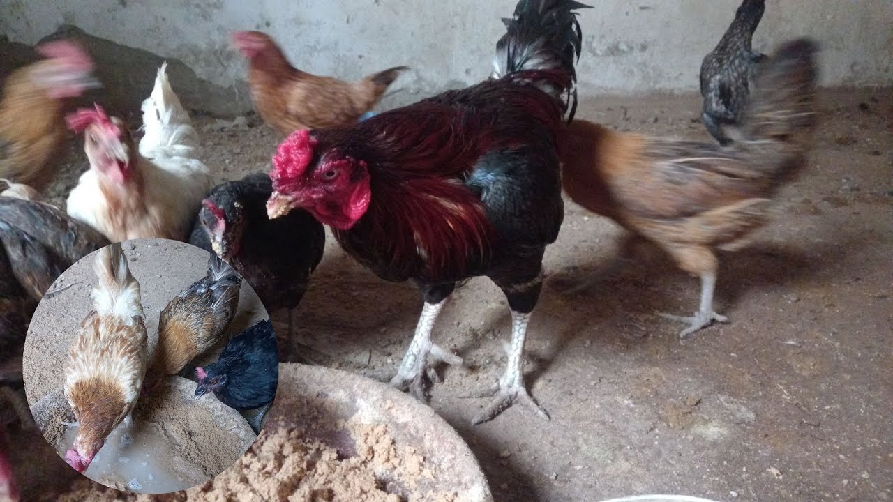 Small poultry farm at home | Hesham khan - YouTube