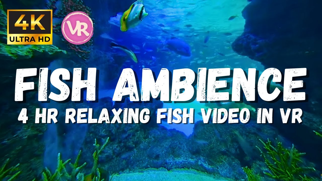 4K VR 3D Tranquil Aquarium Views Underwater ambience, Coral reef ASMR ...