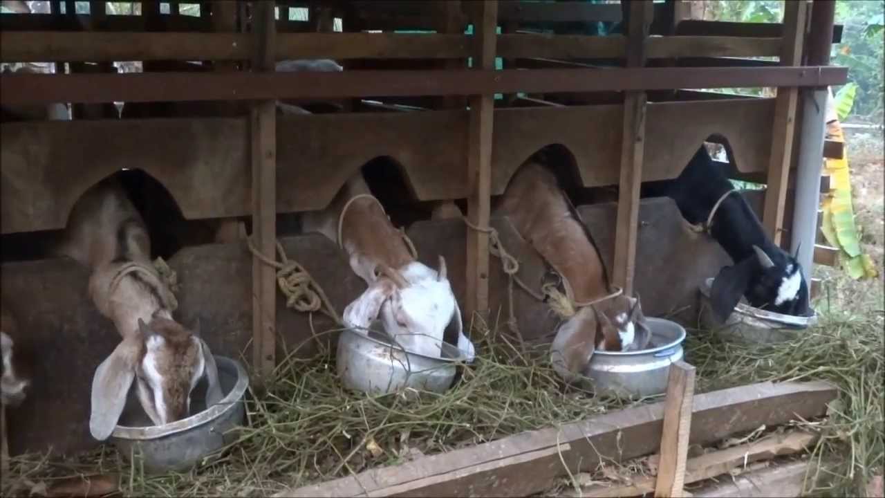 A variety Goat Farm - YouTube