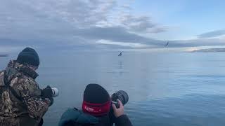 TUTORIALS | Alan Murphy Photography | Bird Photography Tutorials