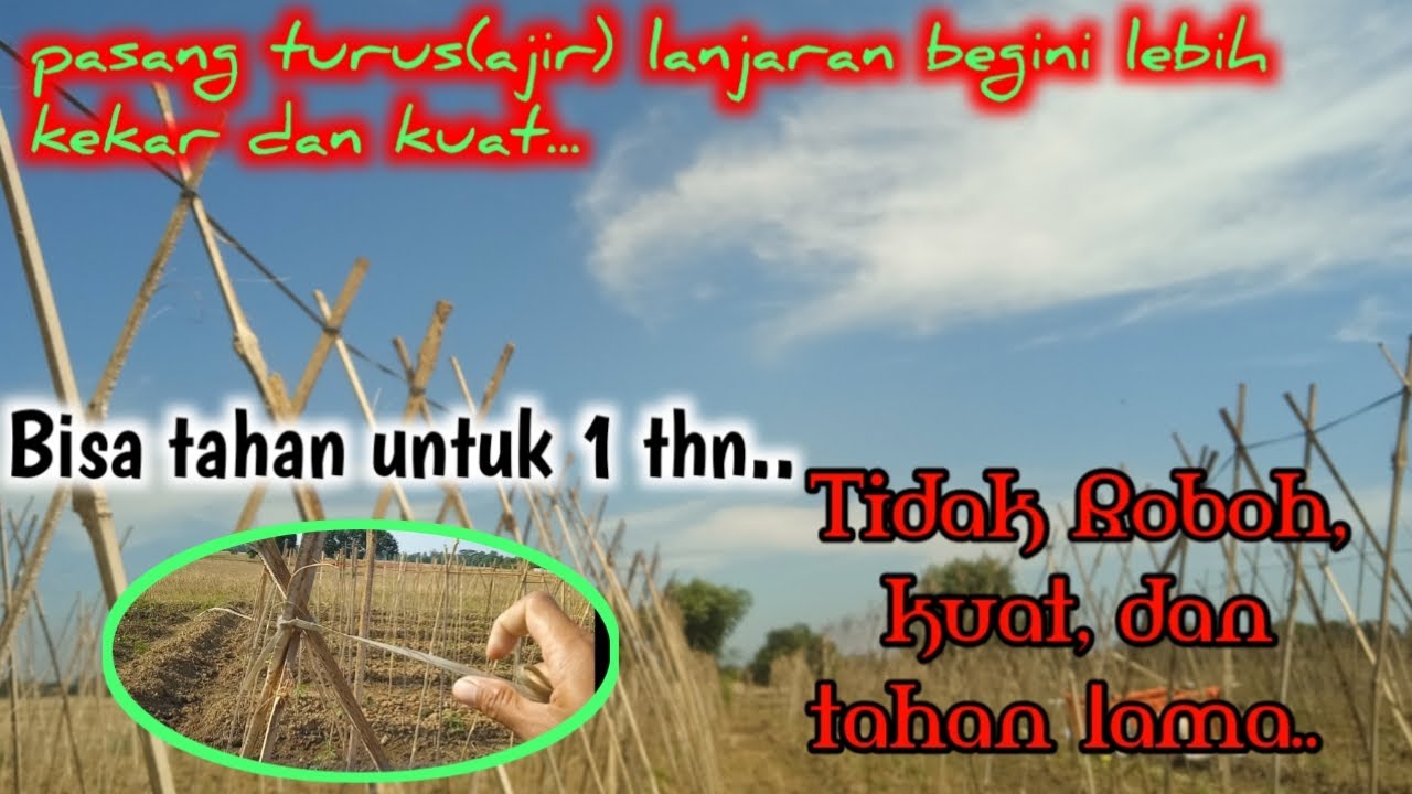cara pasang turu(ajir) lanjaran bambu || mudah dan murah kuat satu ...