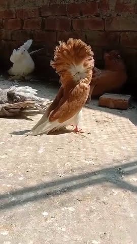 Beautiful Brown Color Jacobin pigeon #shortsviral #shortsvideo # ...