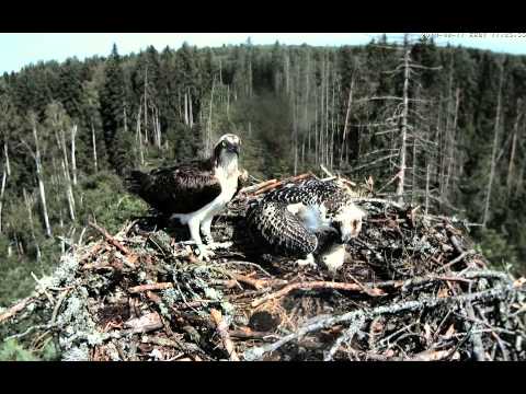 vlc record 2014 08 11 11h35m Prussian (?) Carp - YouTube