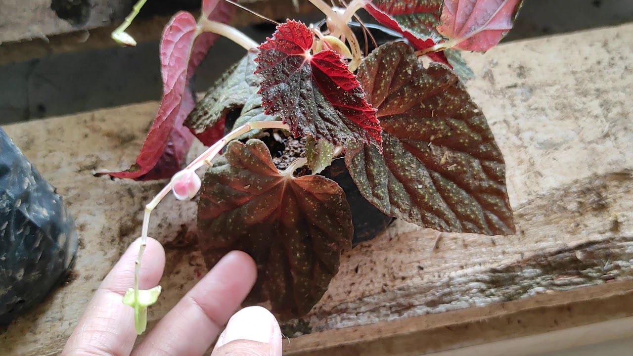 Berkenalan dengan begonia hutan bruno sp - YouTube