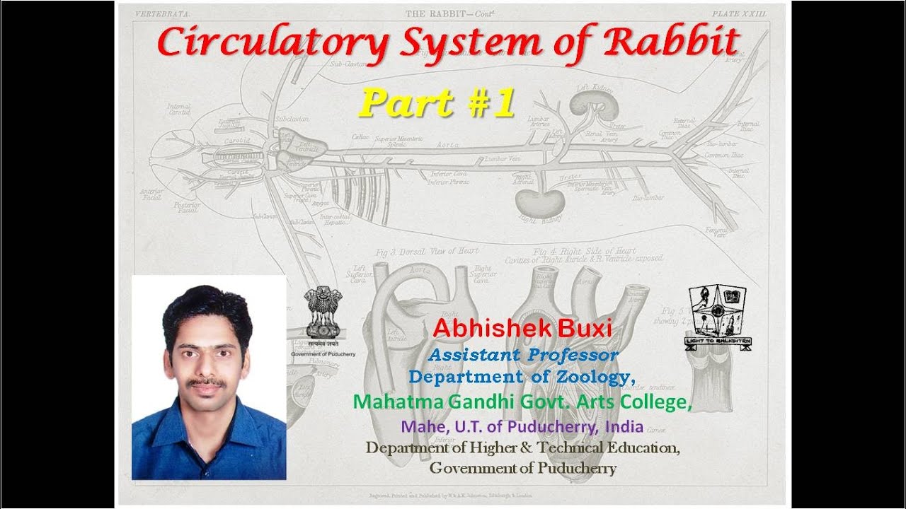 LECTURES OF ZOOLOGY for UG & PG | TOPIC: Circulatory System of Rabbit ...