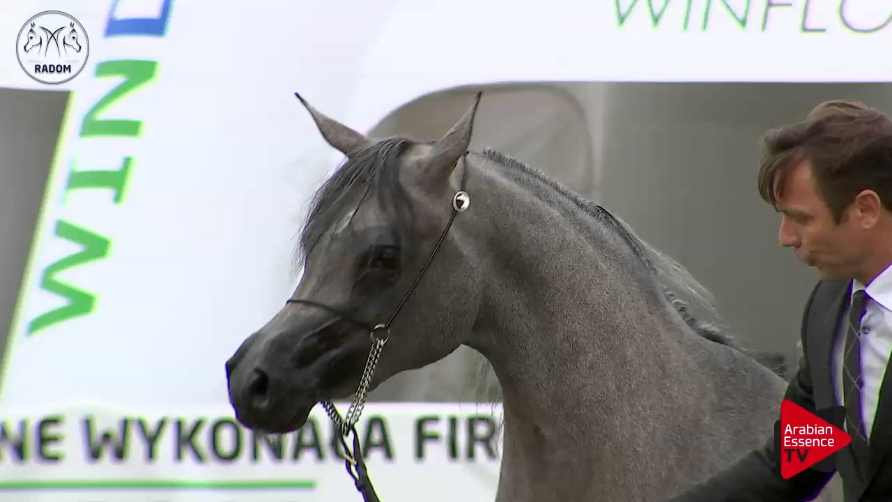 N.27 PLATYNA NA - Radom 2017 - 2 Years Old Fillies (Class 2) - YouTube