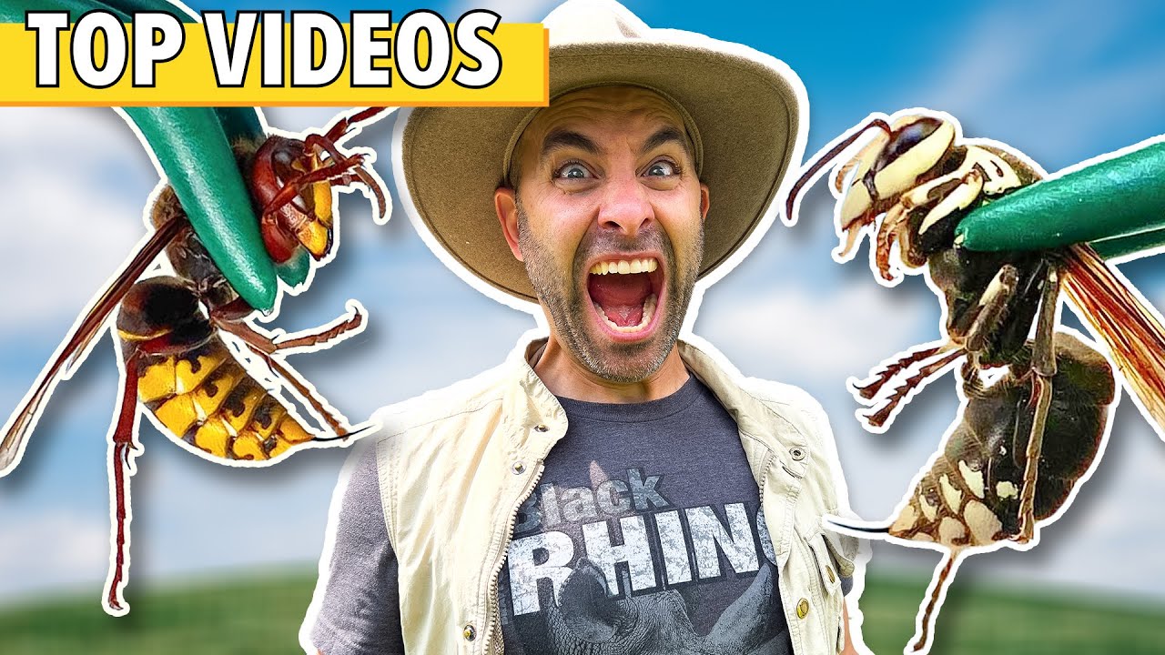 WASP ATTACK! 50,000 Bees STING MY FACE! + Wasp vs. Hornet Test - YouTube