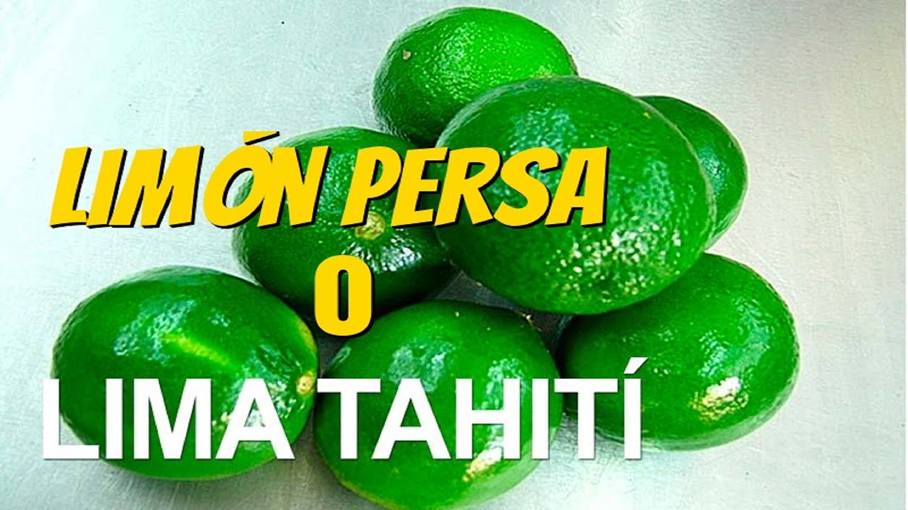 Técnicas para incrementar la productividad del Limón Persa - YouTube