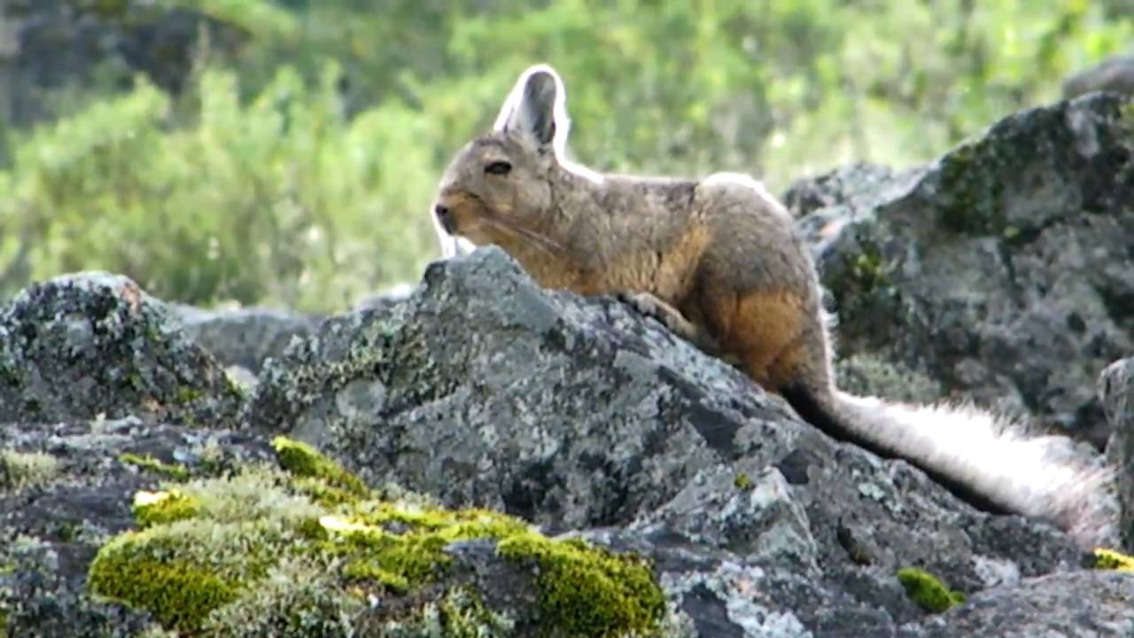 Vizcacha - YouTube
