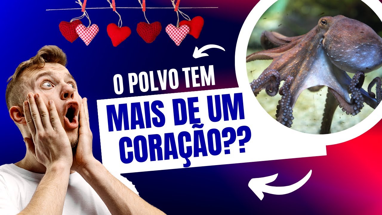 QUANTOS CORAÇÕES TEM UM POLVO?? - YouTube