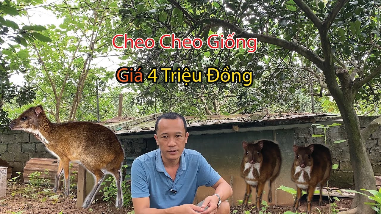 Cheo Cheo Giống Giá 4 Triệu Đồng | Sao Việt - YouTube