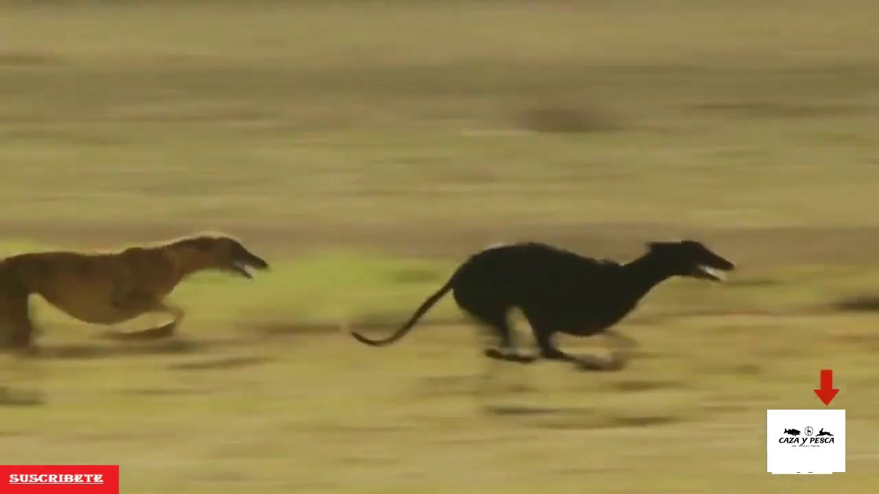 CAZA CON GALGOS. Caza con galgos en España . CAZA DE LIEBRES. Caza de ...