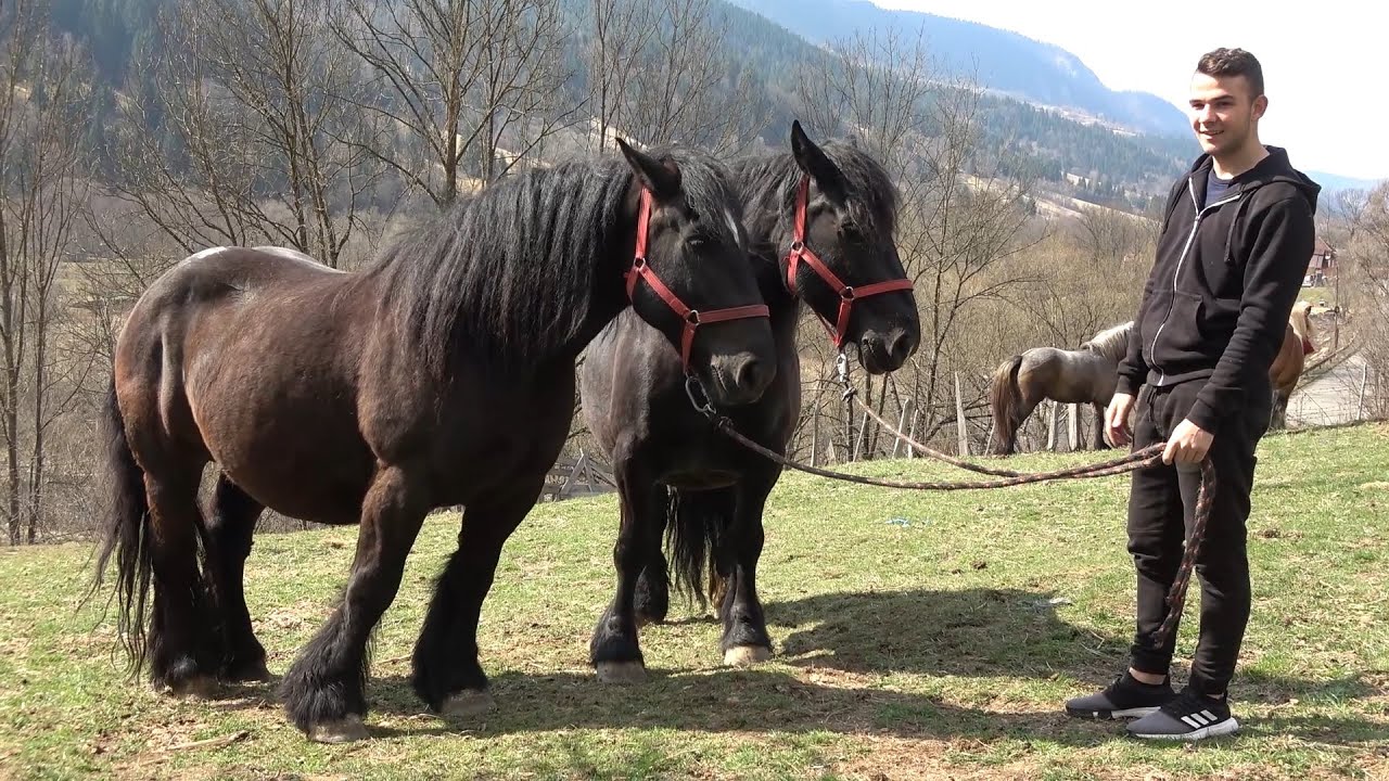 Caii lui Andrei si Calinut de la Vidra, Alba - 2020 Nou!!! - YouTube