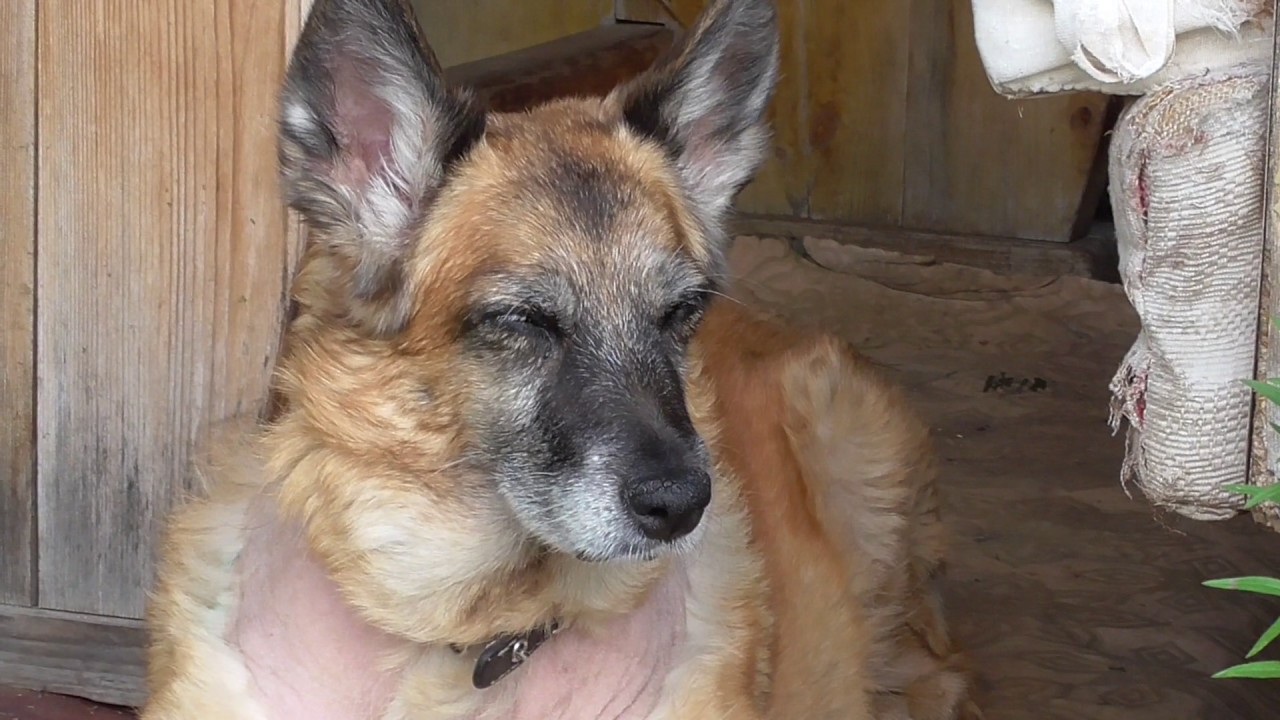 Как собака превращается в человека. As the dog turns into a man. - YouTube