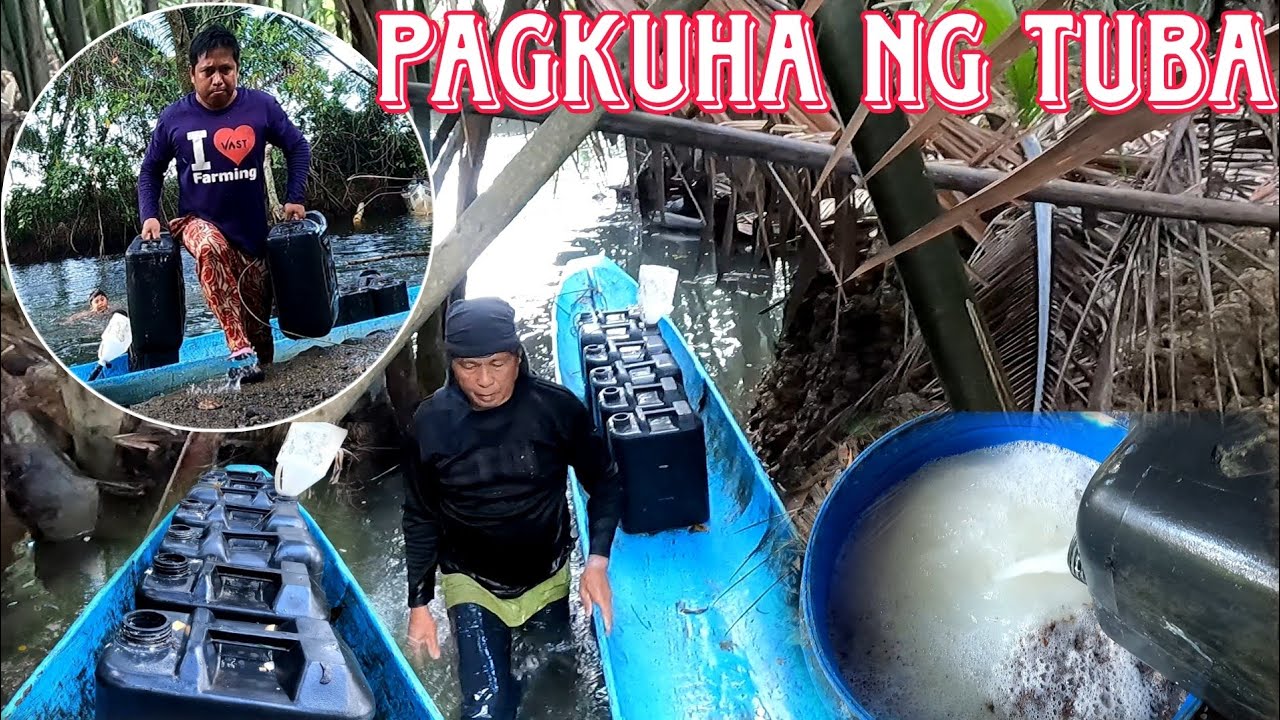 Pagkuha ng Tuba o Pangangarit sa Sasahan - YouTube