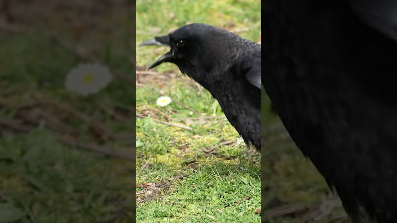 Crows use their whole body to Caw #crow - YouTube