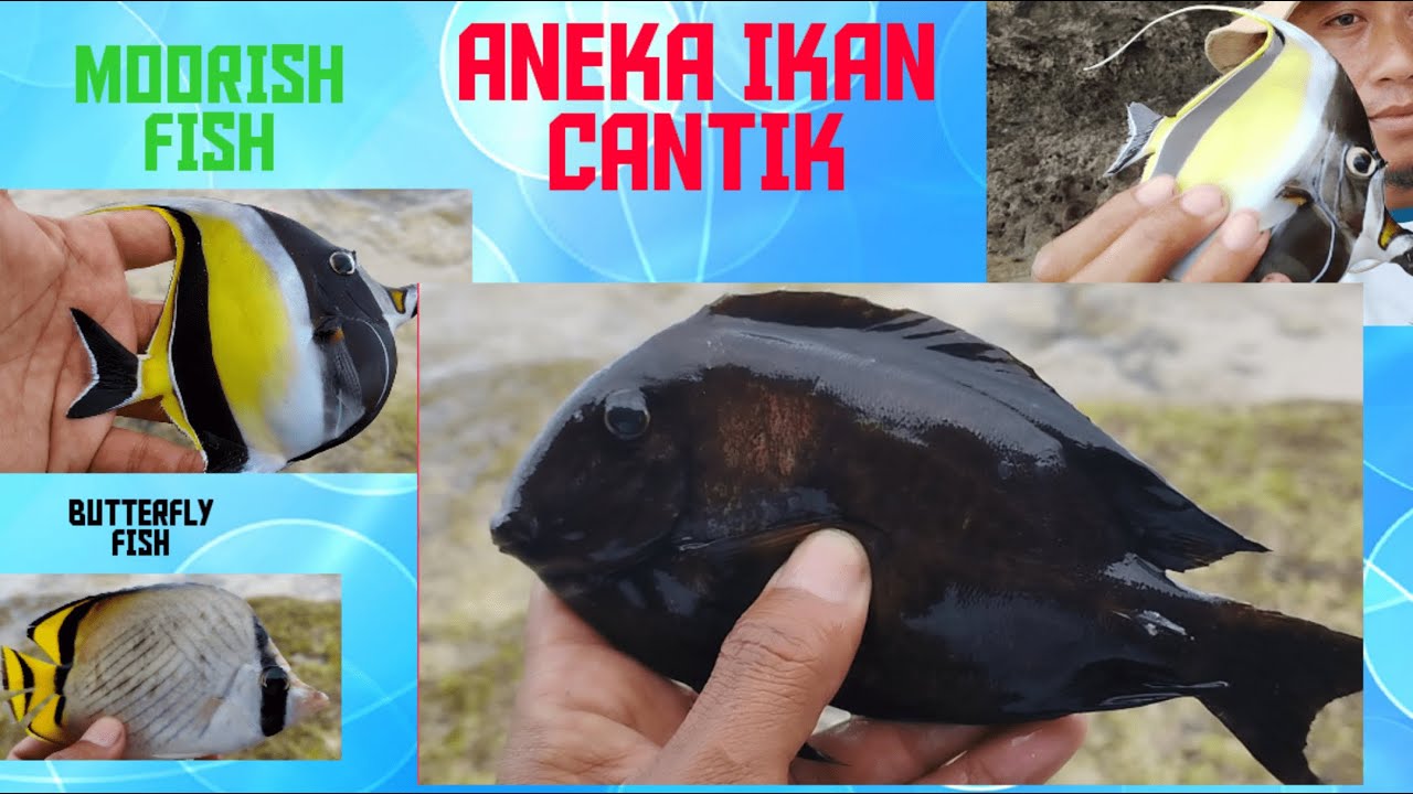 MANCING IKAN MOORISH #Ikanmoorish #mancingikanhias #fishing #ตกปลา ...