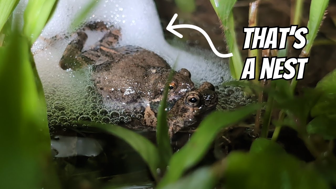 Túngara Frog building a Foam Nest | Engystomops pustulosus - YouTube