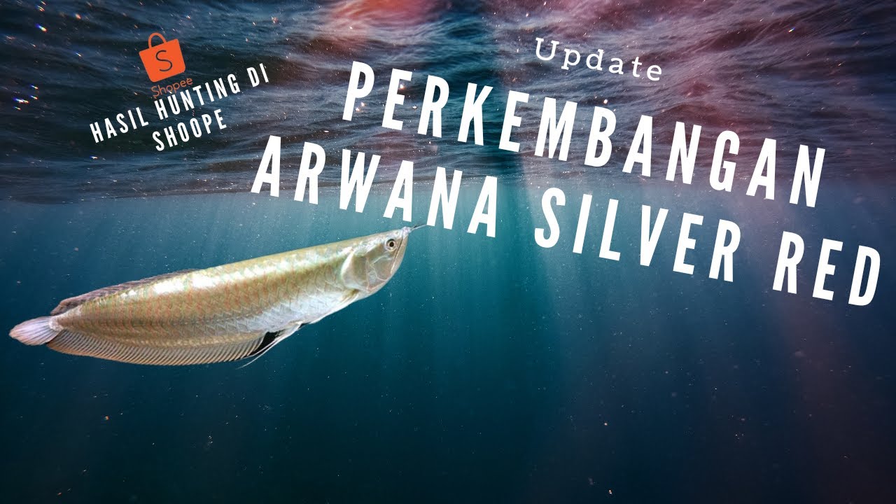 Perkembangan Arwana Silver Red dari ukuran 15 cm - YouTube
