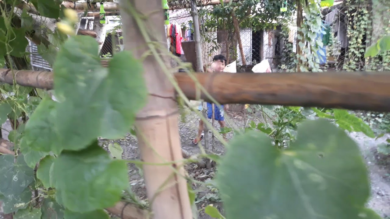 TANIMAN NG GULAY - YouTube