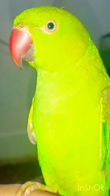 #parrot#funny#entertainment#ringneckparrot#greenparrot#mummy#monkey# ...