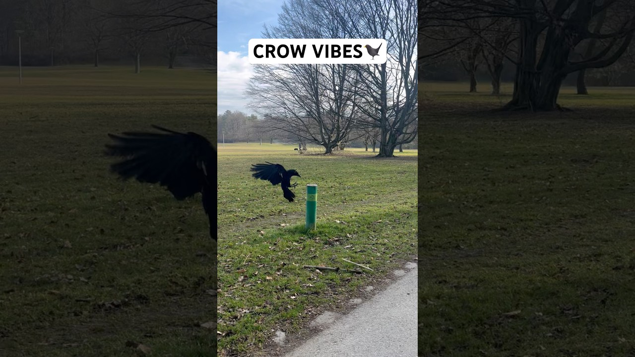 CROW VIBES🐦‍⬛ - YouTube
