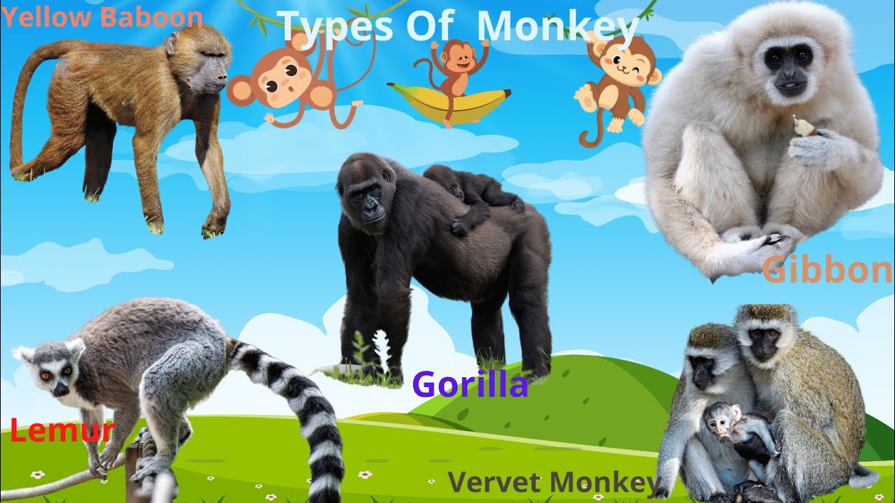 Funny Monkeys || Best Monkey Moments || Learning Name Of Monkey For ...