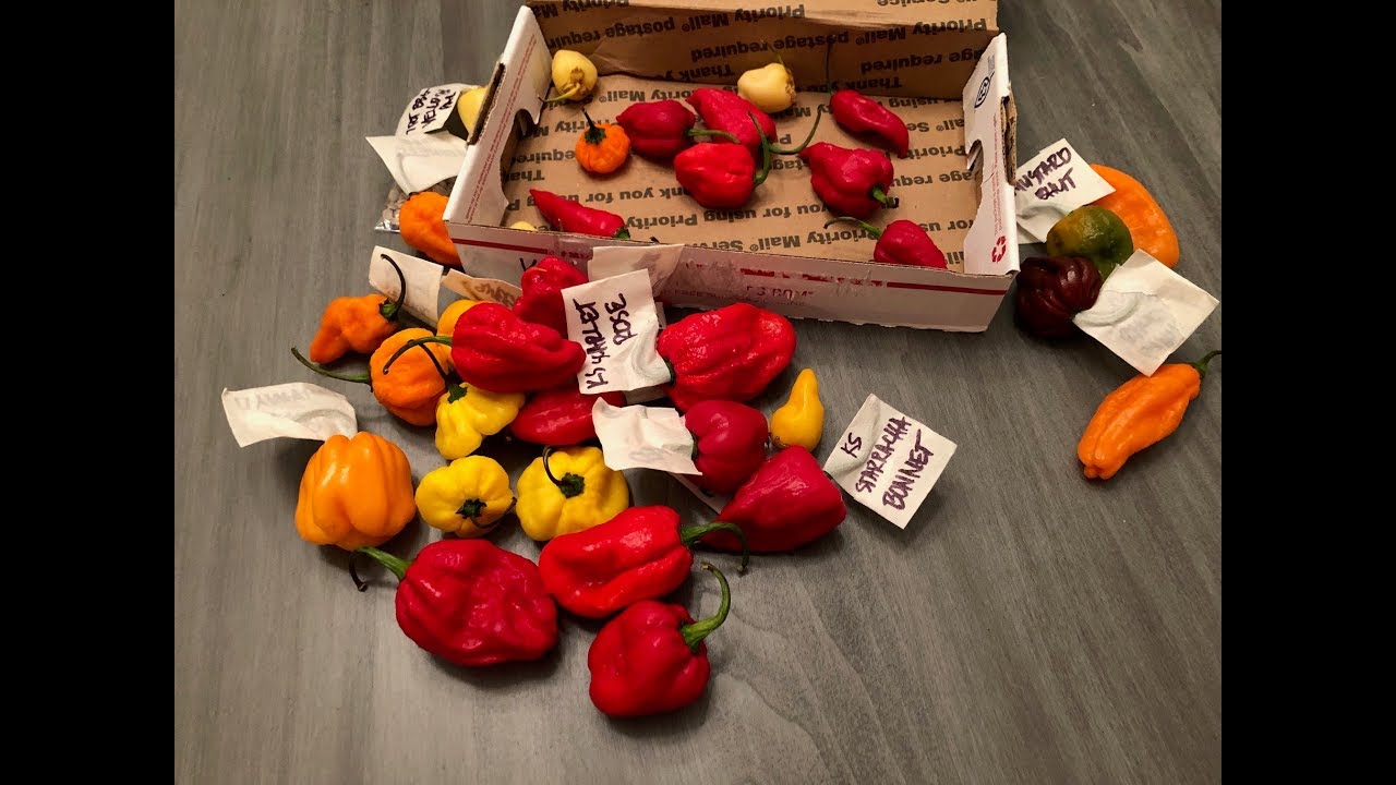 Fresh Superhot Peppers From Puerto Rico - YouTube