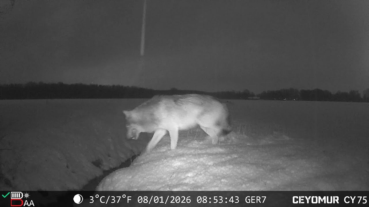 Wolf Westerveld 2026 - Dieren in de sneeuw - Dutch wolf - YouTube