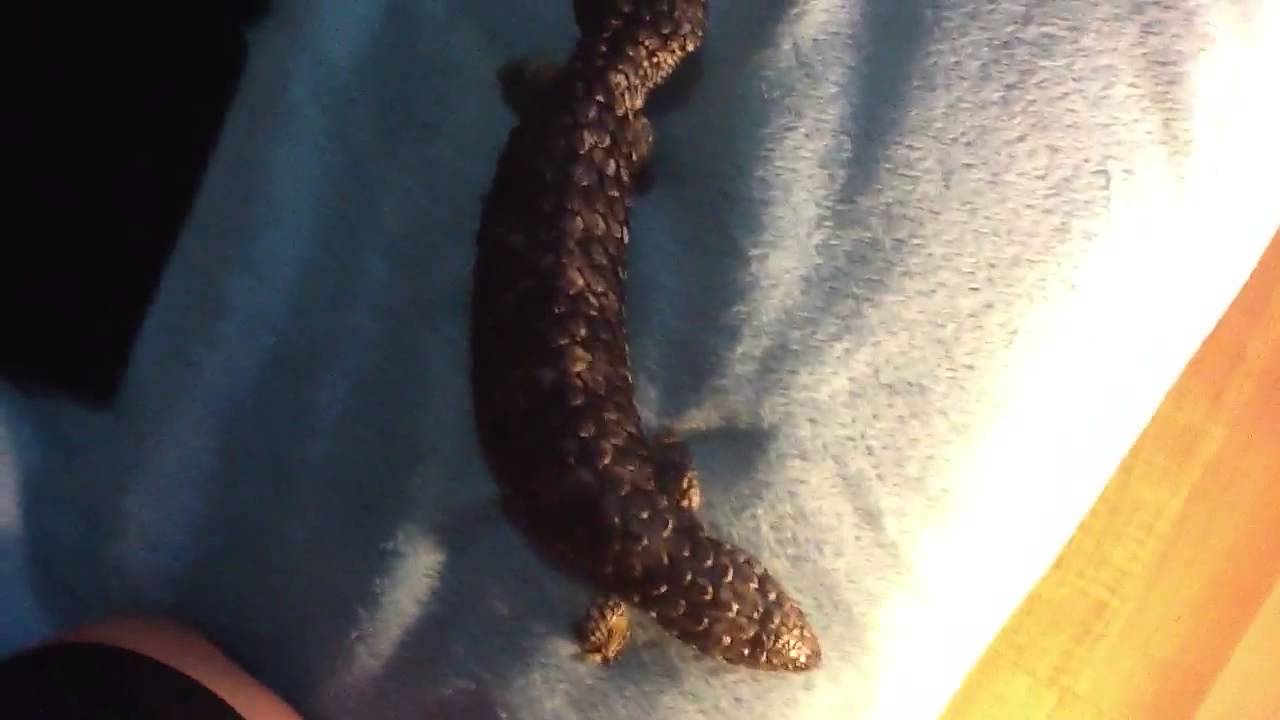 Shingleback's and their enclosure! - YouTube