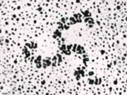 Clatrina - YouTube