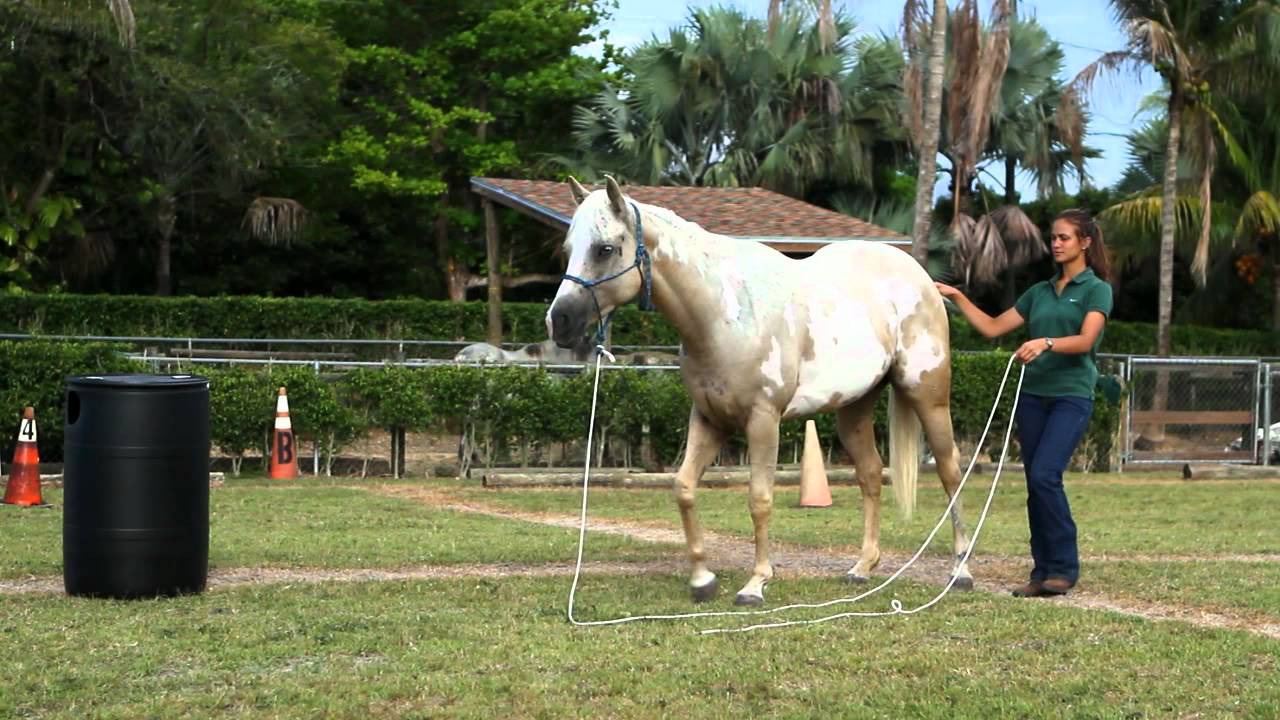 Natural Horsemandship Parelli Porcupine Game - YouTube