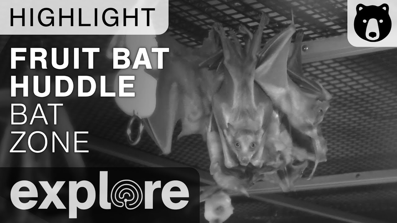 Fruit Bats Huddle - Bat Zone Live Cam Highlight 10/19/17 - YouTube