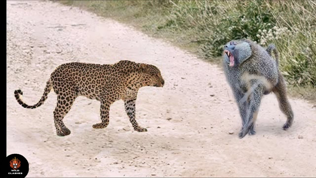 The Bloody Clash Between the Baboons and the Leopard.. Who Will Win ...
