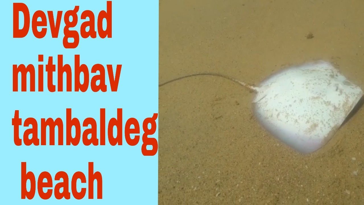 🌴🌴Devgad Mithbav Tambaldeg beach🌴🌴 - YouTube