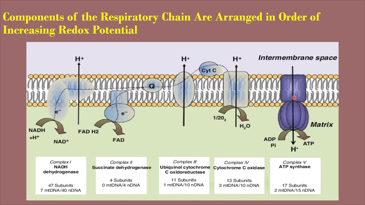 Second semester/ Biochemistry/ third year students/ lecture 2/ The ...